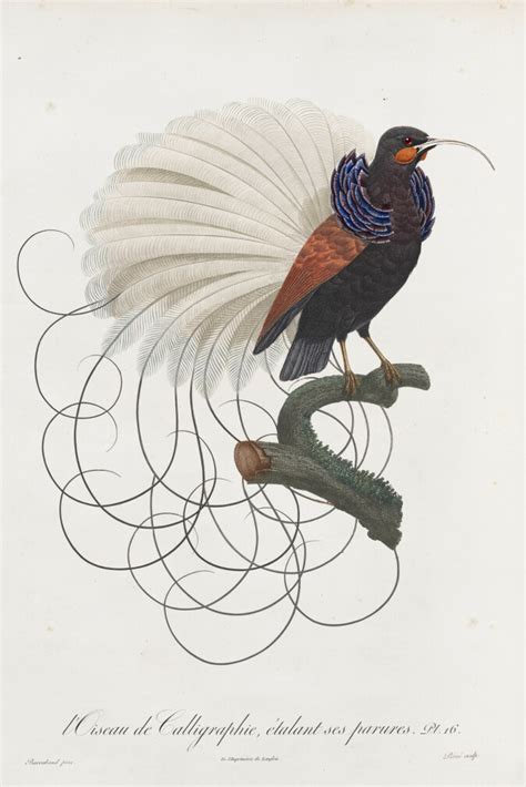 Calligraphy Bird Arte