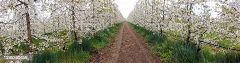 Pohon Buahbuahan Mekar Di Kebun Di Musim Semi Panorama Foto Stok