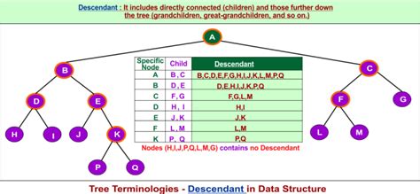 Basic Tree Terminologies In Data Structure Cs Taleem