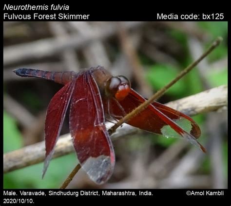 Neurothemis Fulvia Drury 1773 Fulvous Forest Skimmer Odonata