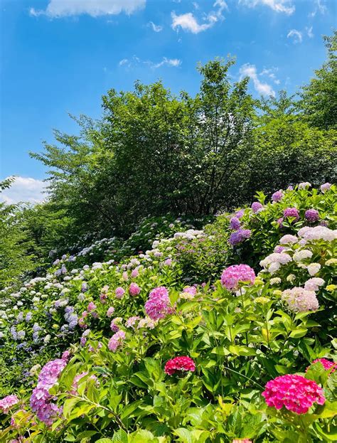 日刊スポーツ西部本社 九州山口 on Twitter 九州山口の 二十四節気 芒種ぼうしゅ6月6日6月20日頃 穀物