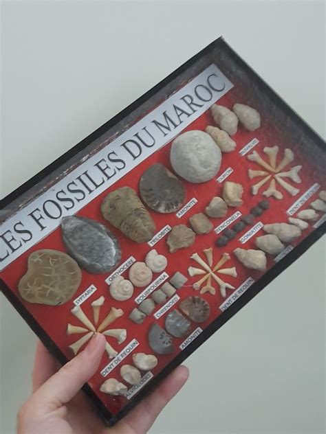 Fossil Collection Trilobite Orthoceras Ammonite Shark Teeth Etc