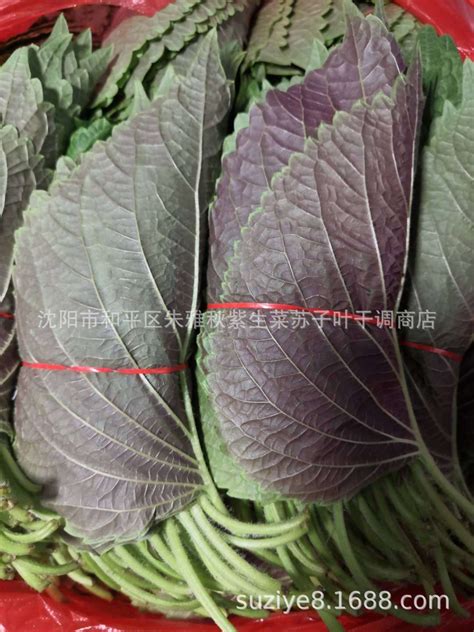 新鲜苏子叶韩式烤肉包饭包肉嫩韩苏叶东北朝鲜族苏子叶现摘青菜 阿里巴巴