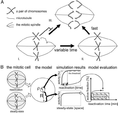 The Mitotic Spindle Masteringbiology At Vanlucianoblog Blog