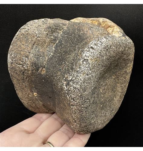 Fossils For Sale Fossils Rare British Cretaceous Dinosaur Iguanodontid Vertebra From