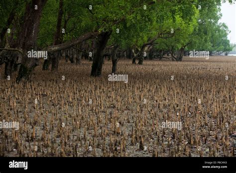 The Sundarbans A Unesco World Heritage Site And A Wildlife Sanctuary