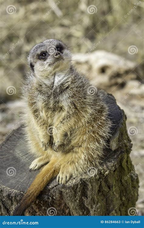 Adorable Pregnant Meerkat Stock Image Image Of Attentive 86284663