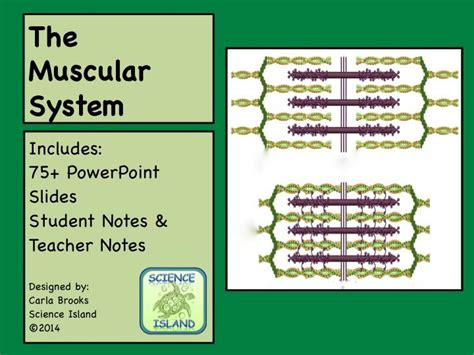 Muscular System PowerPoint And Notes Powerpoint Lesson Muscular