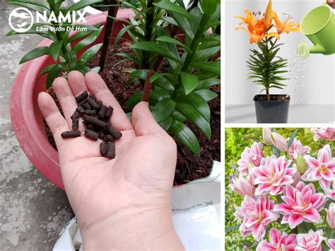 Cách Trồng Hoa Ly Nở Đúng Tết Và Cách Chăm Sóc Hoa