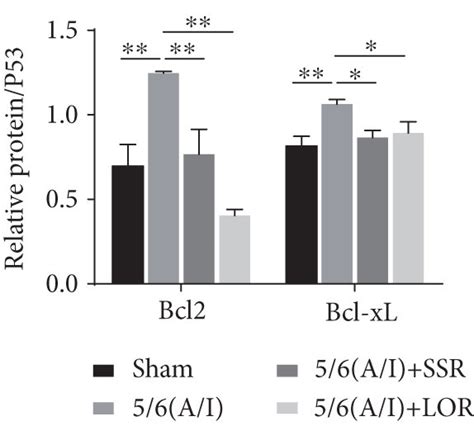 Ssr Inhibited The Mitochondrial Translocation And Activation Of P53 In
