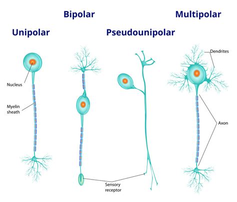 The Neuron External Structure And Classification Interactive Biology With Leslie Samuel
