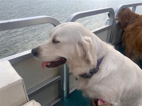 Lily And Reece Fields Of Gold Golden Retrievers