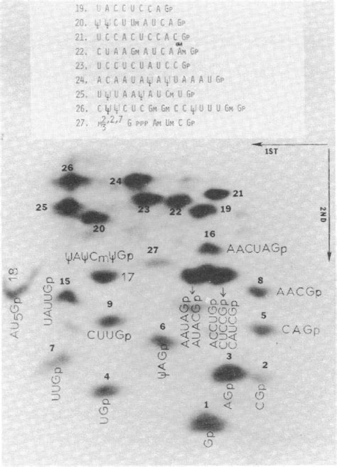 Figure 1 From Primary And Secondary Structure Of U2 Snrna Semantic