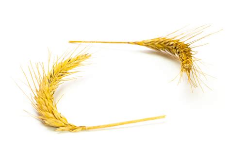 밀 번들 밀 곡물 귀 또는 호밀 스파이크 식물 고립 된 흰색 배경 시리얼 빵 가루에 대 한 전체 보리 수확 밀 콩나물 풍부한 수확 개념 건조한에 대한 스톡 사진 및 기타