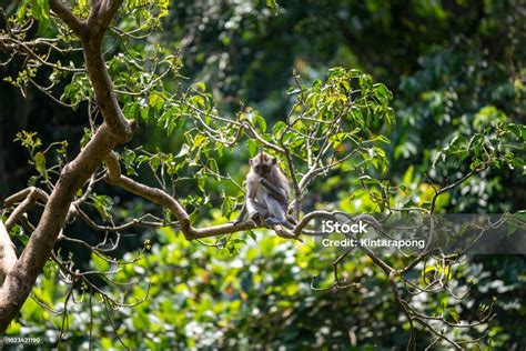 Monyet Bersantai Di Pohon Di Pemandangan Hutan Konsep Hewan Dan Satwa ...