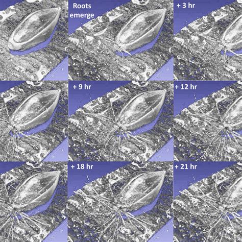 Series Of Oct Images Showing Switchgrass Root Growth Over 9 Hrs Scale