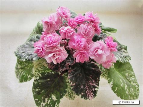 Фиалка Rose Bouquet