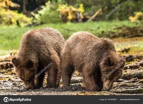 Selective Focus Shot Two Grizzly Bears Khutzeeymateen Provincial Park