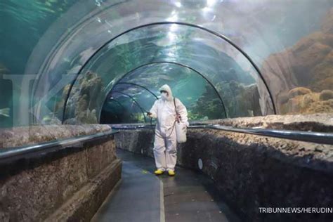 Spesial Bulan Juli Ini Dia Harga Tiket Masuk Sea World Ancol