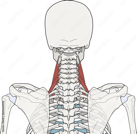 사각근 근육 골격 라인일러스트 Stock Illustration Adobe Stock