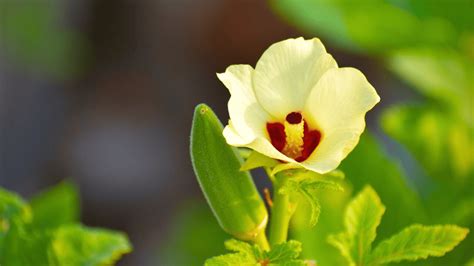 10 Best Okra Companion Plants For Successful Gardening
