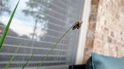 These Flies Having Sex Mildlyinteresting