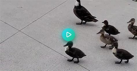 Ducks Album On Imgur