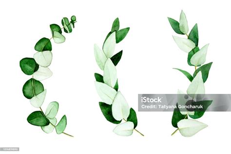 Ensemble De Feuilles Deucalyptus Et De Branches Peintes À Laquarelle