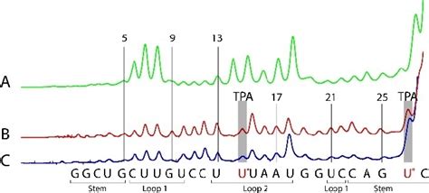 Secondary Structure Mapping Of Riboswitch Rnas 27 And 29 By Inline