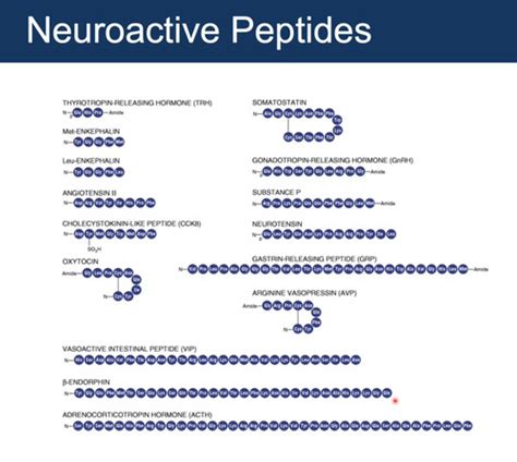 L42 Synaptic Signaling Flashcards Quizlet