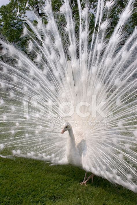 Pavo Real Albino Pluma
