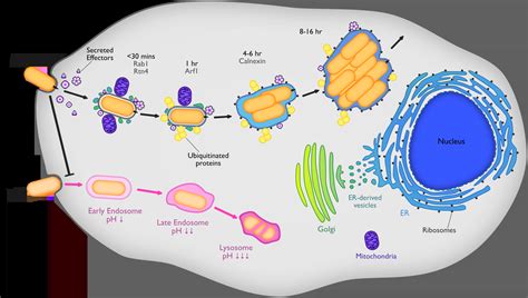 Research — Mukherjee Lab Ucsf