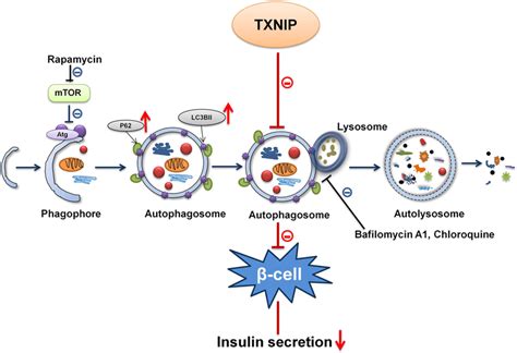 Schematic Illustrates That Txnip Induced Beta Cell Dysfunction Through Download Scientific