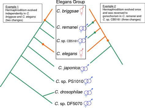 Figure 2 From Analysis Of Sex Reversal And Tra 2 Nucleotide Variation