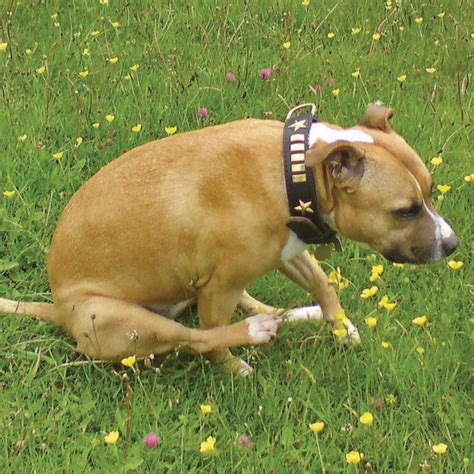 Esfregar O Bumbum No Chão O Seu Cachorro Faz Isso Blog Shop4patas