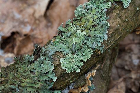 Hypogymnia Physodes 이끼 숲의 나뭇 가지에 근접 촬영 선택적 초점 나무 껍질에 대한 스톡 사진 및 기타 이미지
