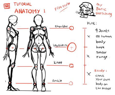 Anatomy Tutorial Part 1 Basic Bone Structure By FlyingFish Mat On DeviantArt