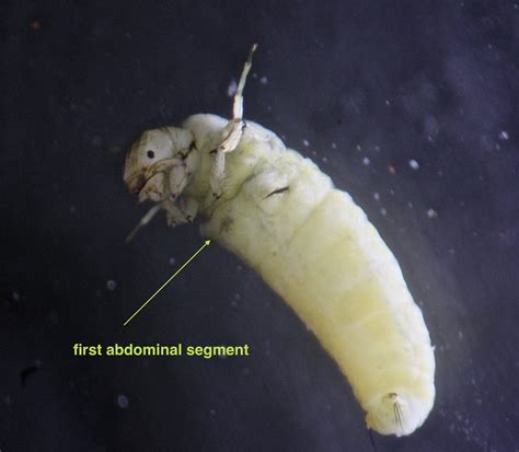 Aquatic Insects Of Central Virginia Correction That Long Horned Case Maker Was Genus