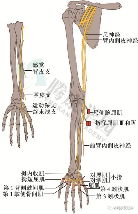 15条臂丛神经的解剖和损伤分析 MedSci cn