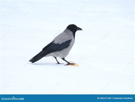 Cuervo Parado En La Nieve Con Una Pata Pisando Un Pedazo De Pan Blanco