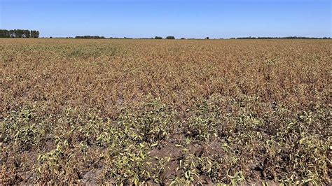 Daño Histórico Por Sequía Se Esperan Cosechar Sólo 65 Mt De Soja En