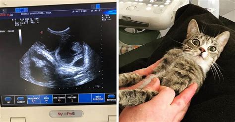 Winning The Internet Surprised Cat Reacts When She Learns She Is