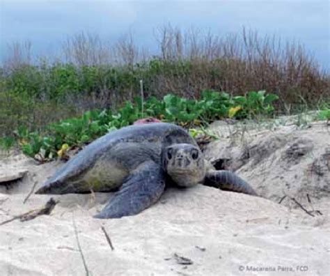 Turtle With Satellite Transmitter Attached At The Moment Of Release