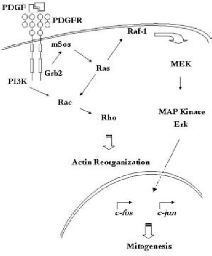 Signaling Pathways From The Pdgf Betar The Binding Of Pdgf Ligand To