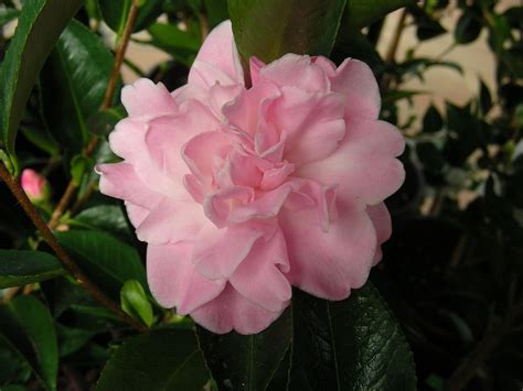 Camelia Růžový Květina - Fotografie zdarma na Pixabay