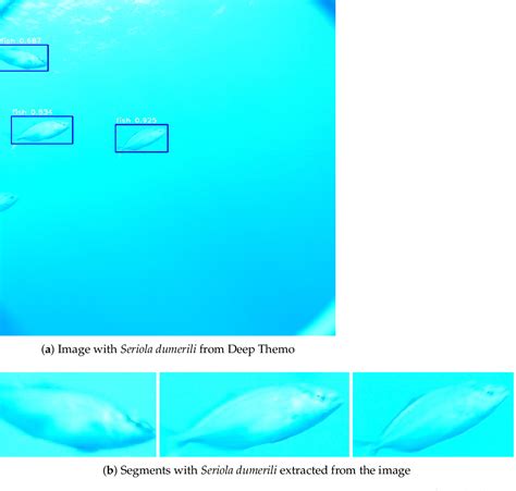Figure 1 from Classification of Underwater Fish Images and Videos via ...
