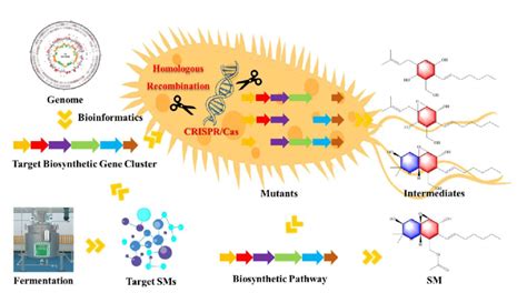 Application Of Gene Knockout Strategy In The Study Of Fungal Secondary