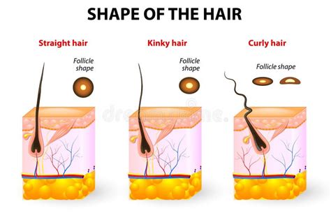 Forme Des Cheveux Et De L'anatomie De Cheveux Illustration de Vecteur ...