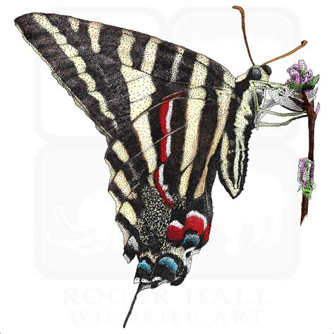 Butterfly Scientific Diagram