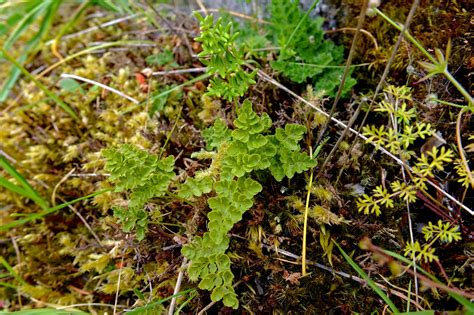 Cryptogramma Acrostichoides Pteridaceae Image 125740 At Phytoimages